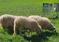 Des moutons à Sandar! — Institut Sandar La Salle